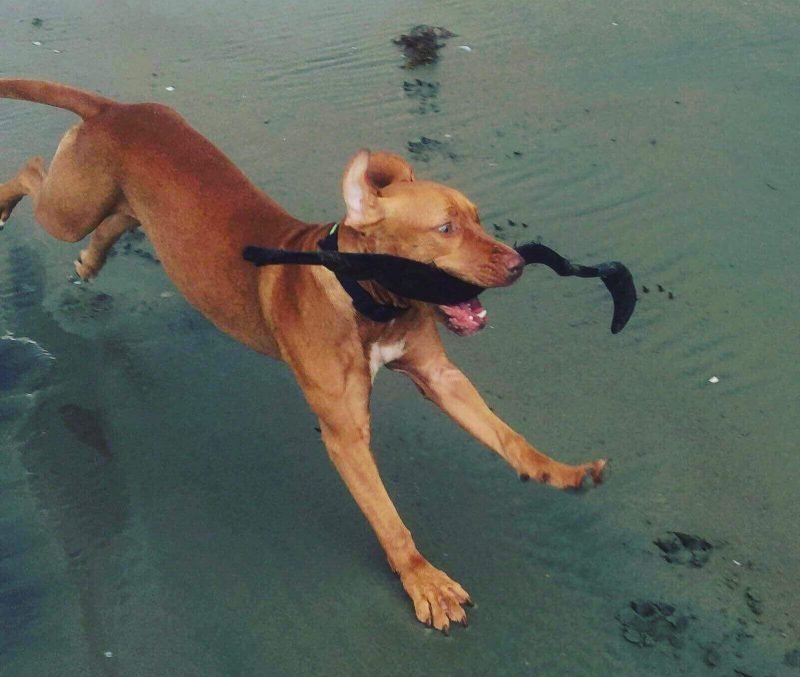 Saving Hope Foundation - Auckland Dog Adoption