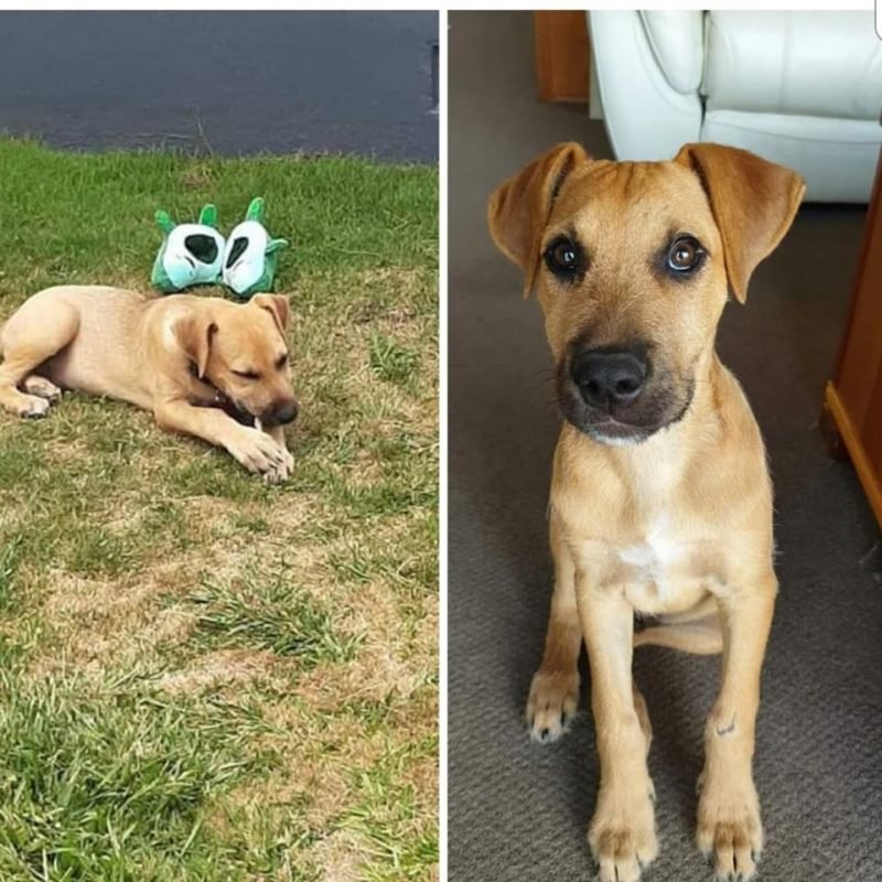 Saving Hope Foundation - Auckland Dog Adoption