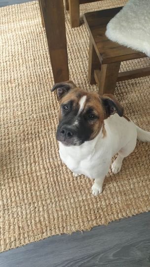 Saving Hope Foundation - Auckland Dog Adoption