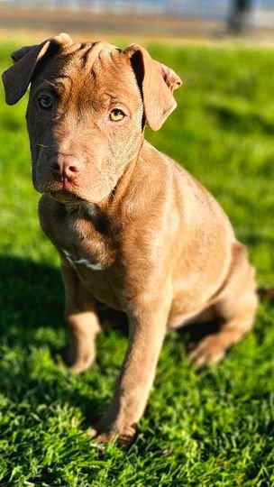 Meet Our Dogs - Saving Hope Foundation