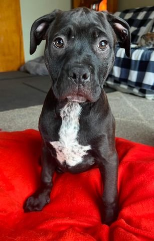 Meet Our Dogs - Saving Hope Foundation