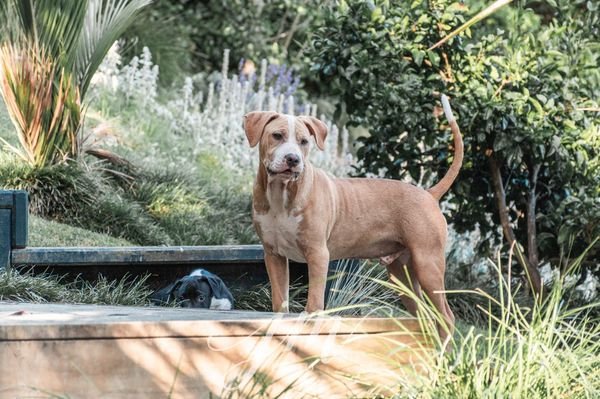 Meet Our Dogs - Saving Hope Foundation