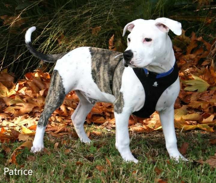 Meet Our Dogs - Saving Hope Foundation