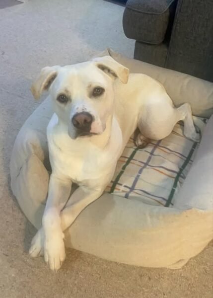 Saving Hope Foundation - Auckland Dog Adoption