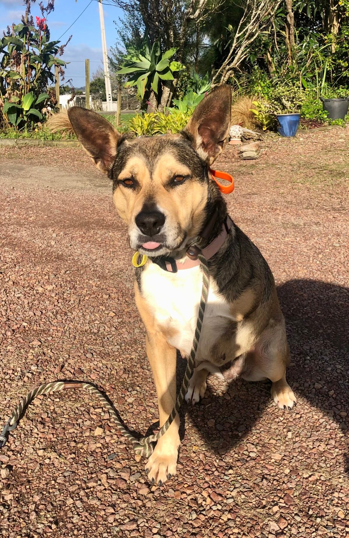 Meet Our Dogs - Saving Hope Foundation