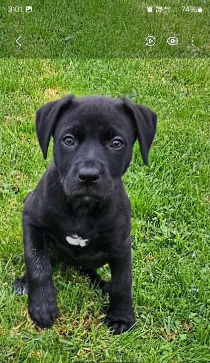 Meet Our Dogs - Saving Hope Foundation