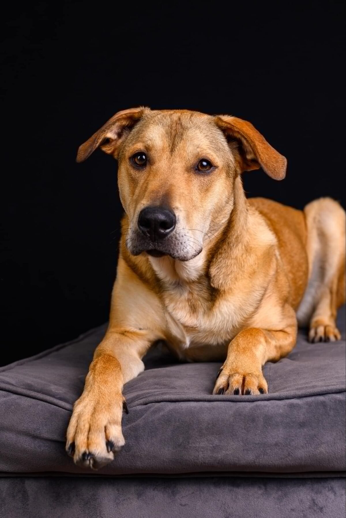 Meet Our Dogs - Saving Hope Foundation