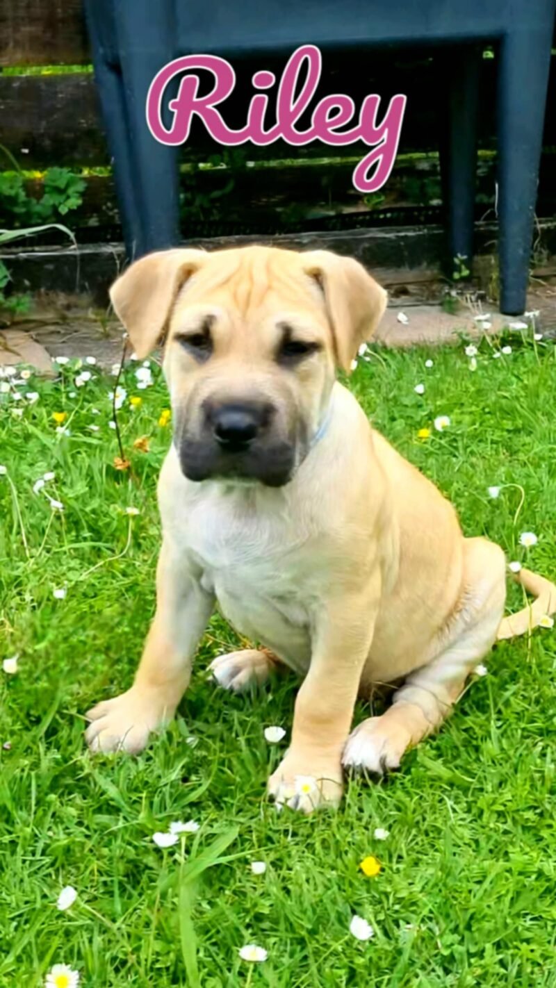 Saving Hope Foundation - Auckland Dog Adoption