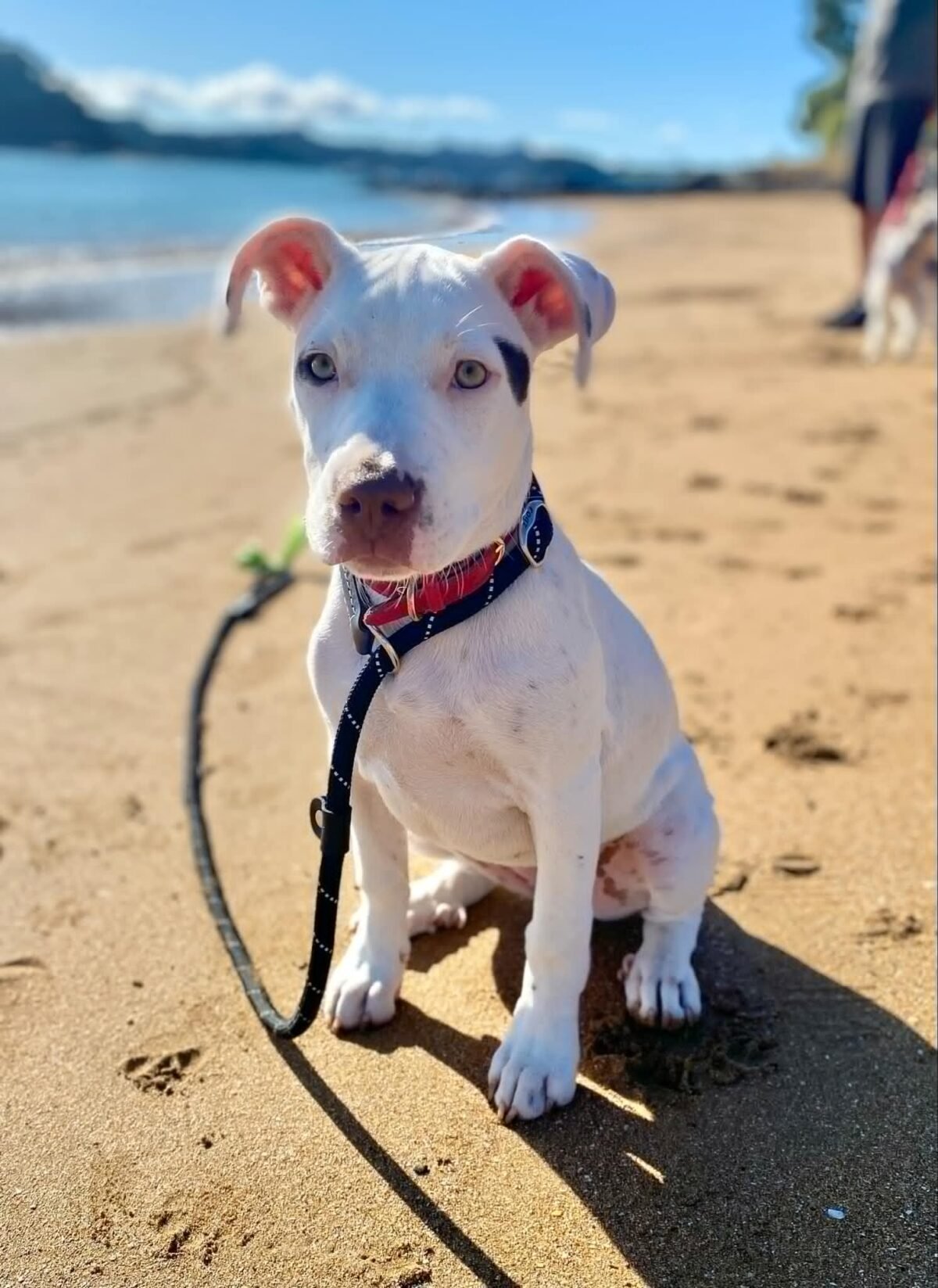 Suki - Saving Hope Foundation