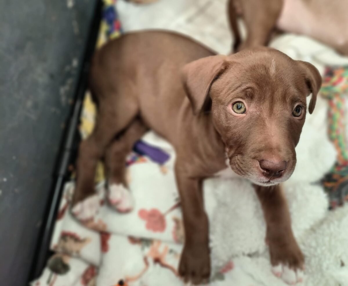 Saving Hope Foundation - Auckland Dog Adoption