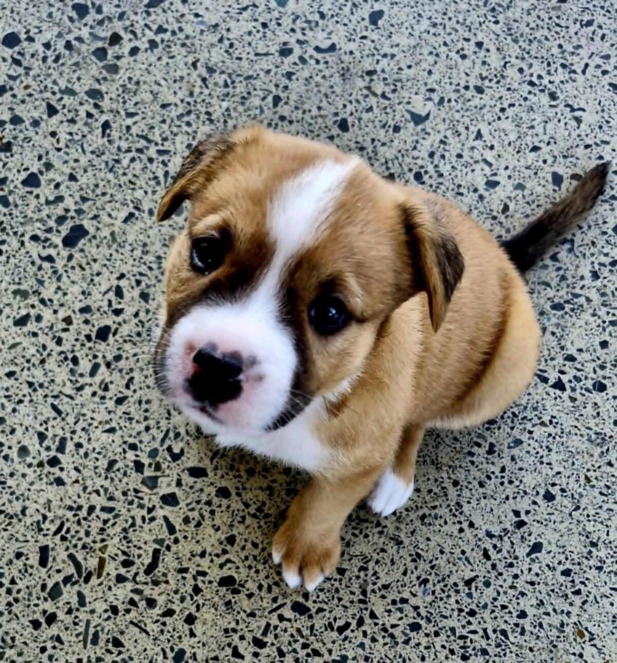 Meet Our Dogs - Saving Hope Foundation