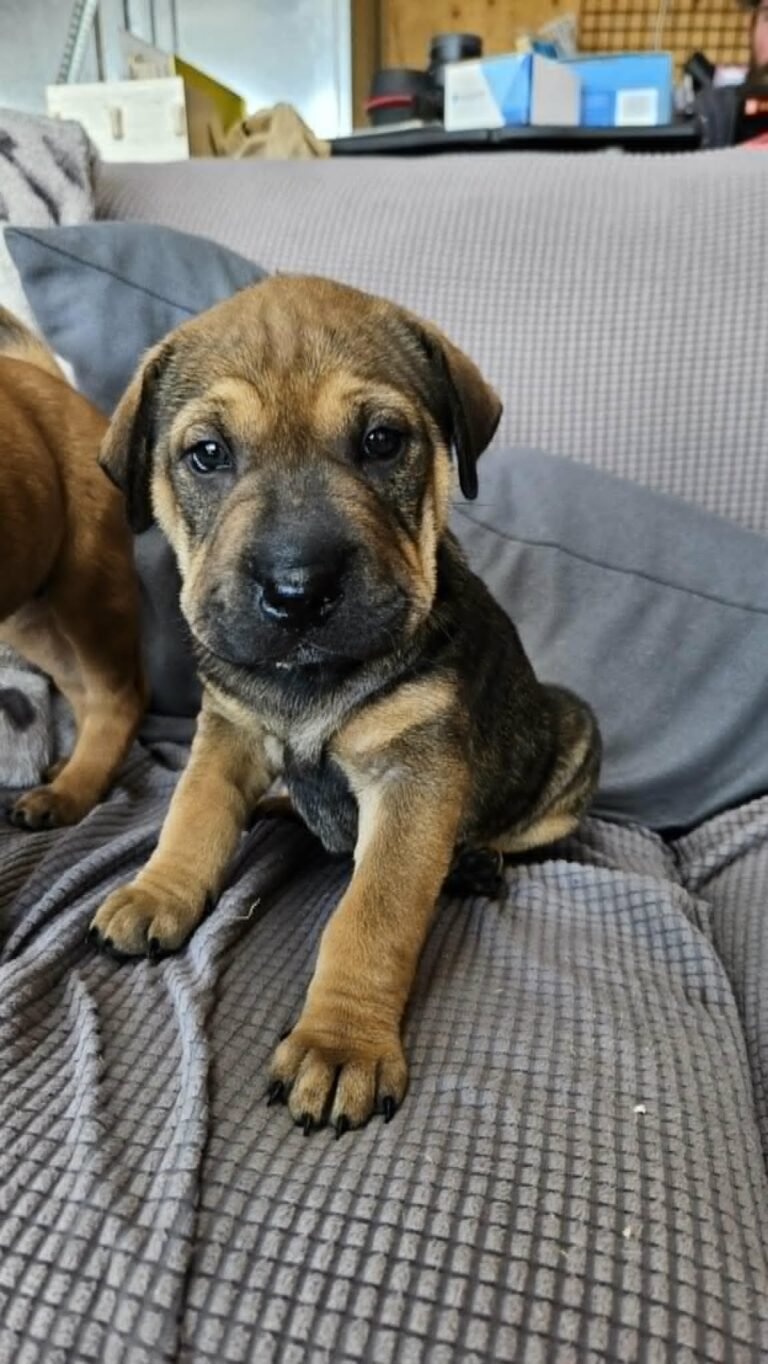 Saving Hope Foundation - Auckland Dog Adoption