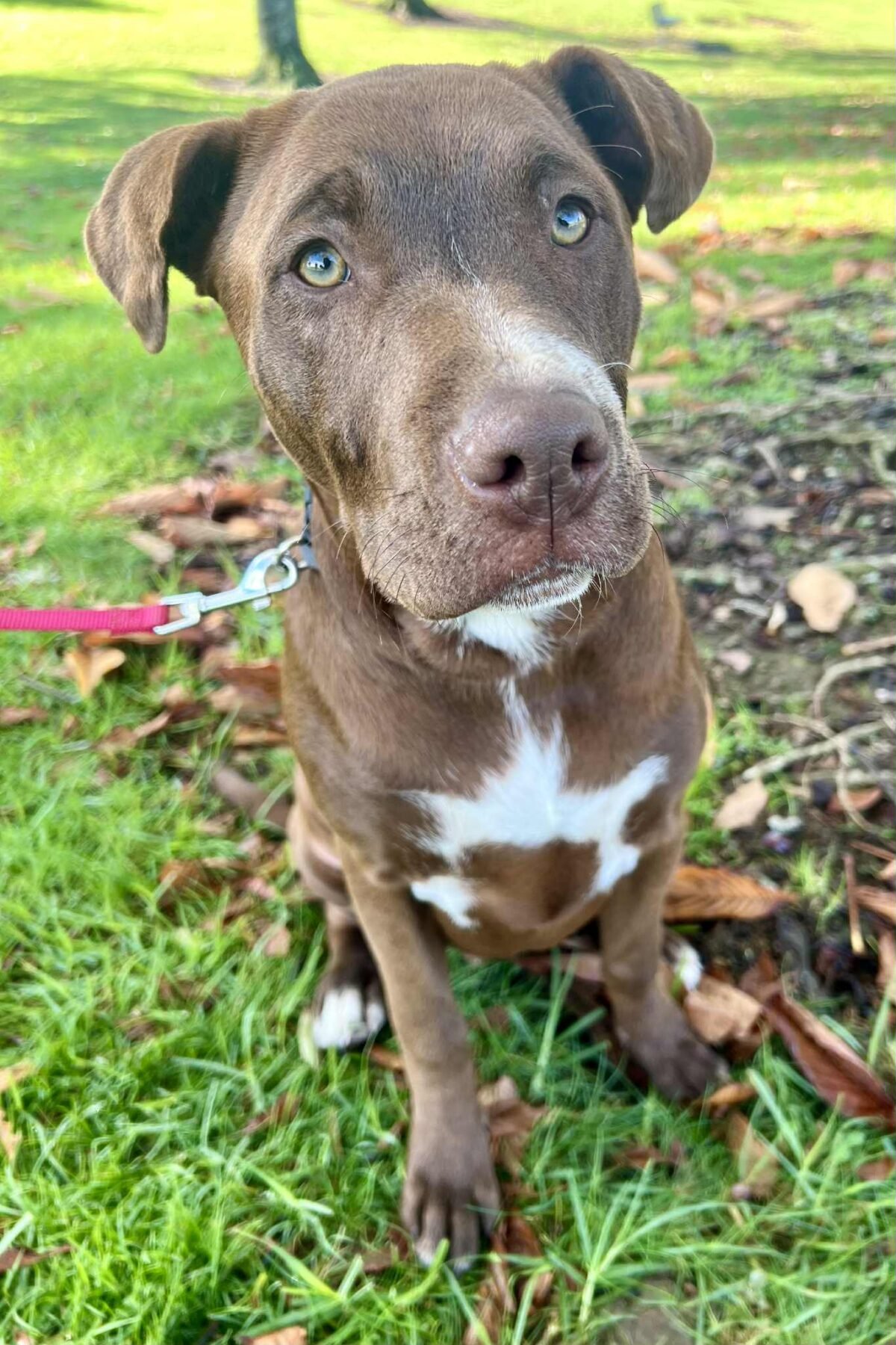 Saving Hope Foundation - Auckland Dog Adoption