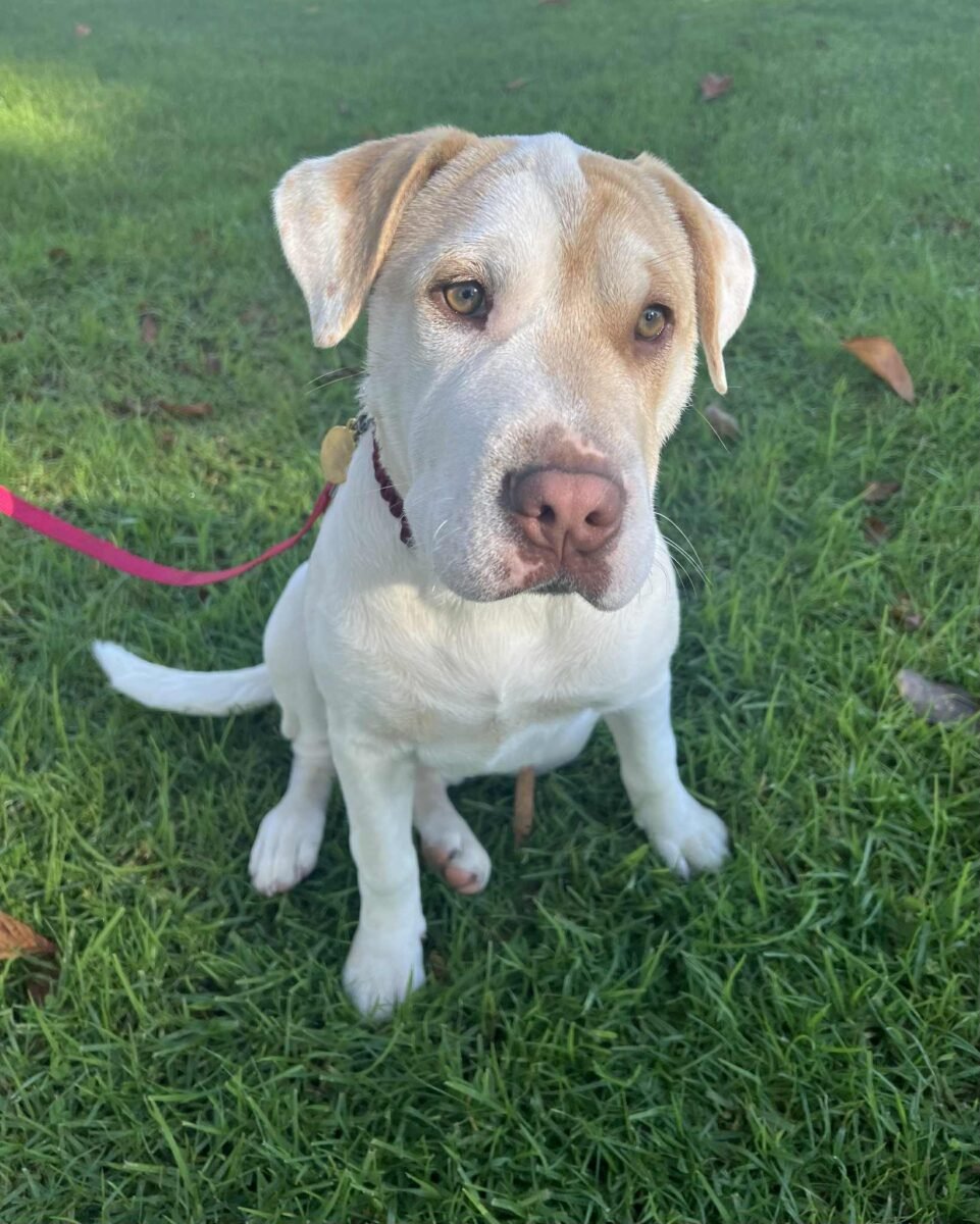 Saving Hope Foundation - Auckland Dog Adoption