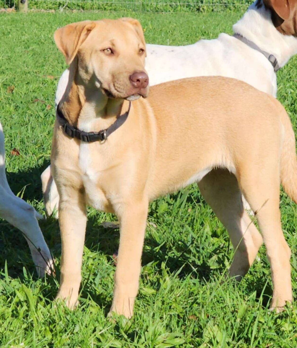 Kofi - Saving Hope Foundation