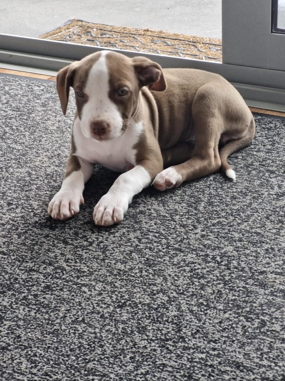 Saving Hope Foundation - Auckland Dog Adoption