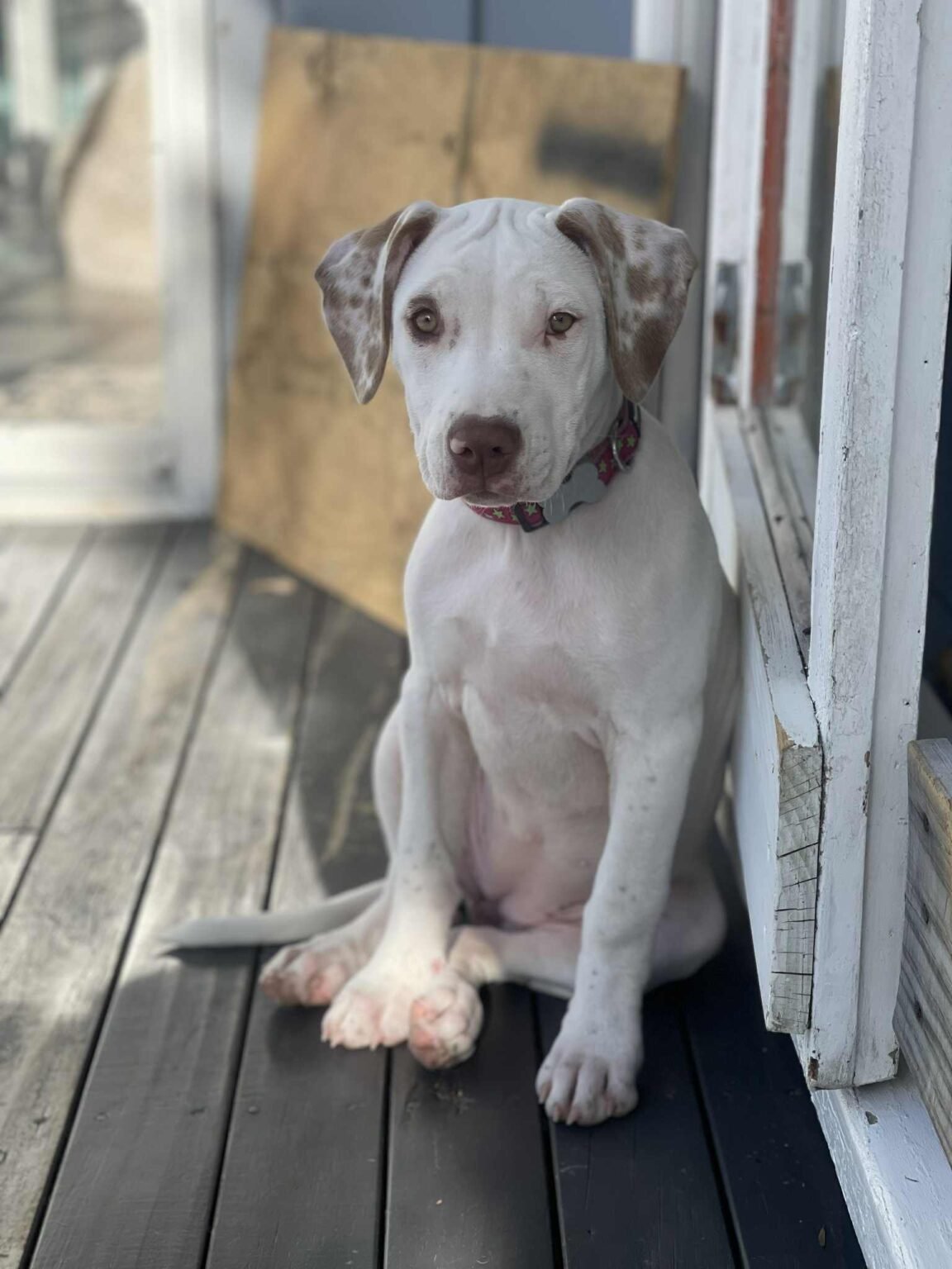 Saving Hope Foundation - Auckland Dog Adoption