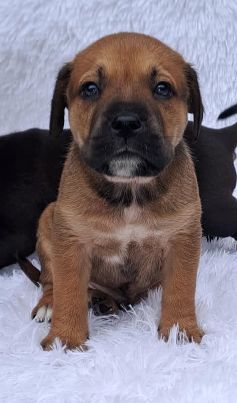 Saving Hope Foundation - Auckland Dog Adoption