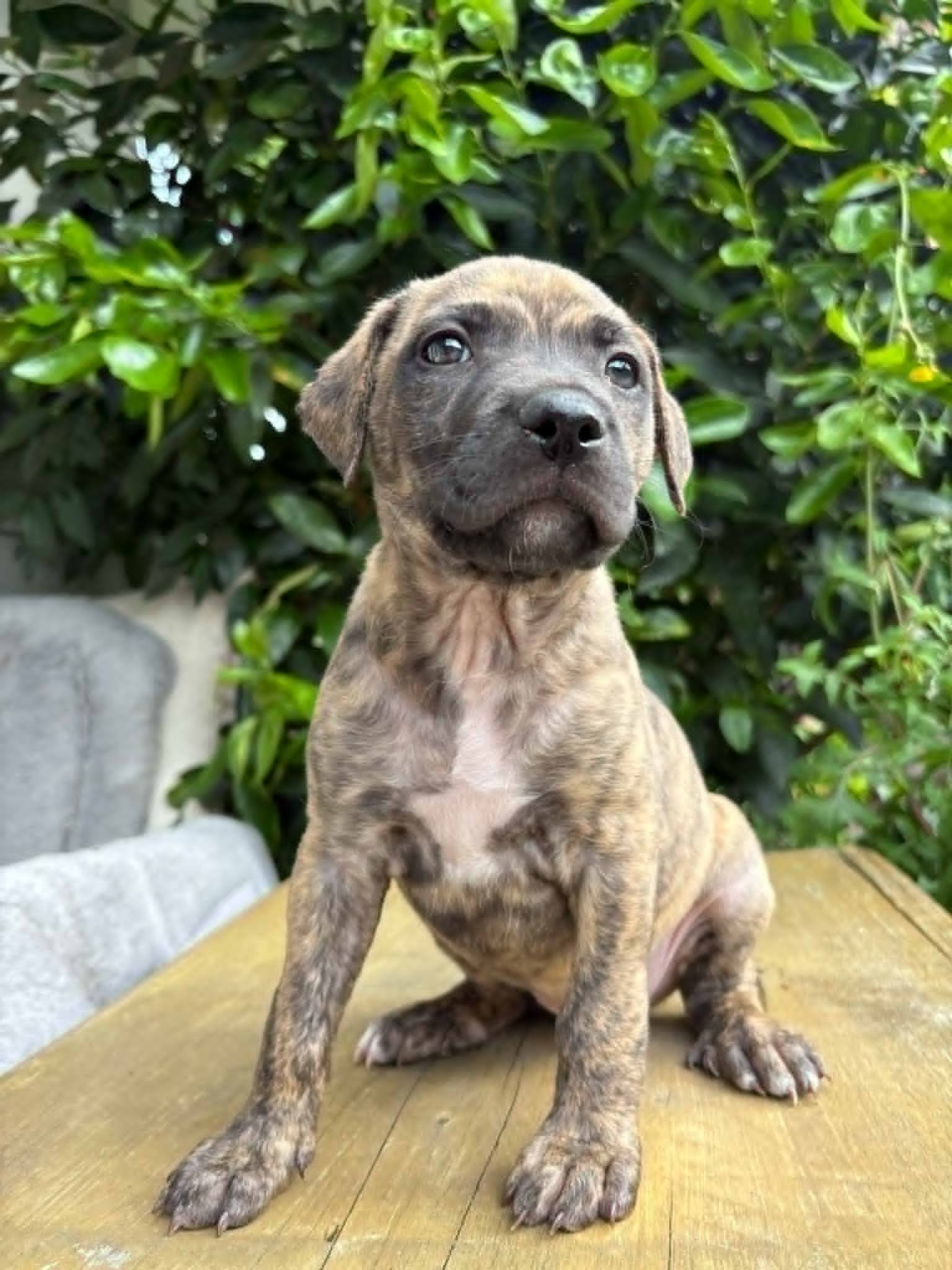 Saving Hope Foundation - Auckland Dog Adoption