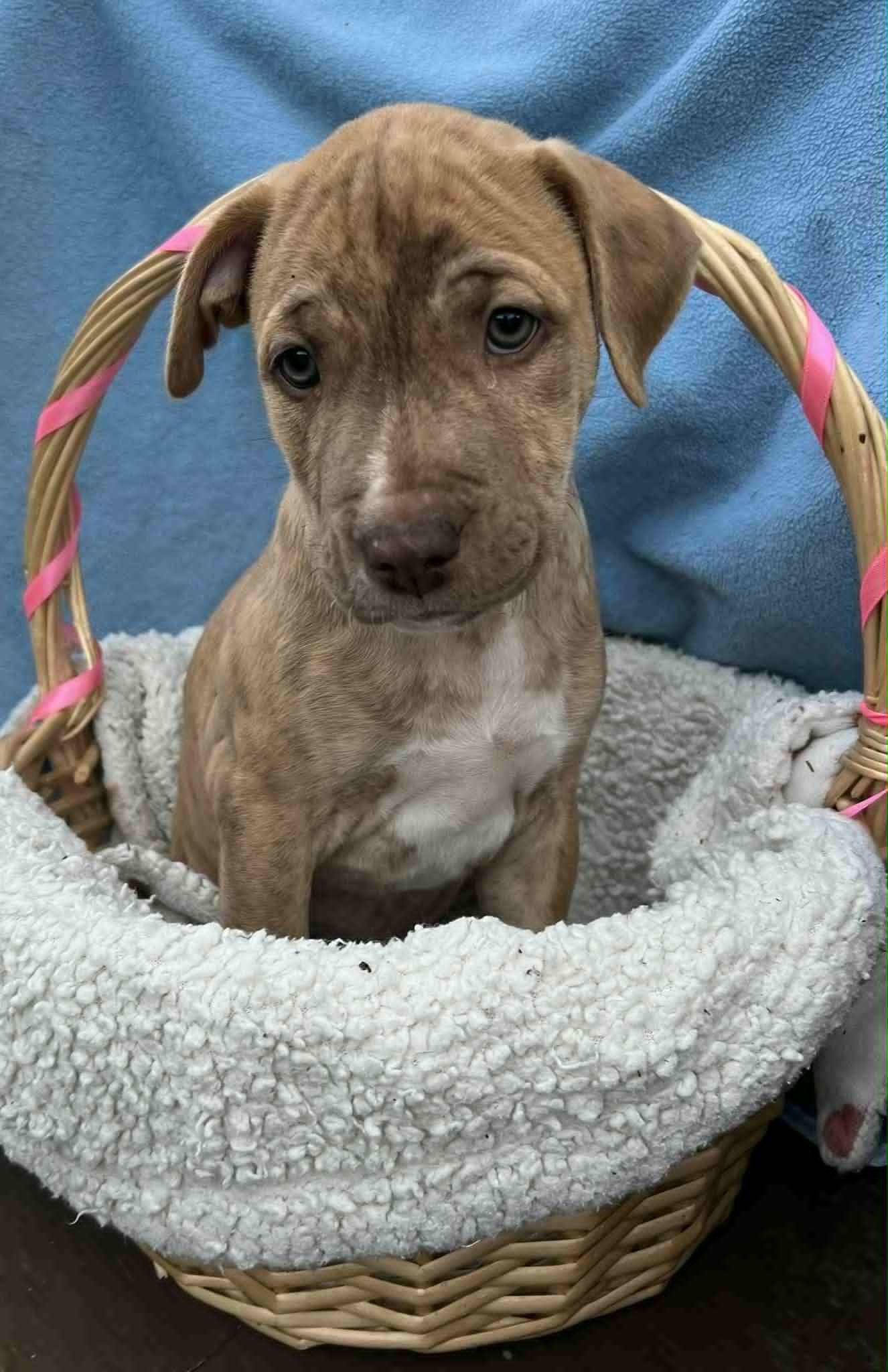 Saving Hope Foundation - Auckland Dog Adoption