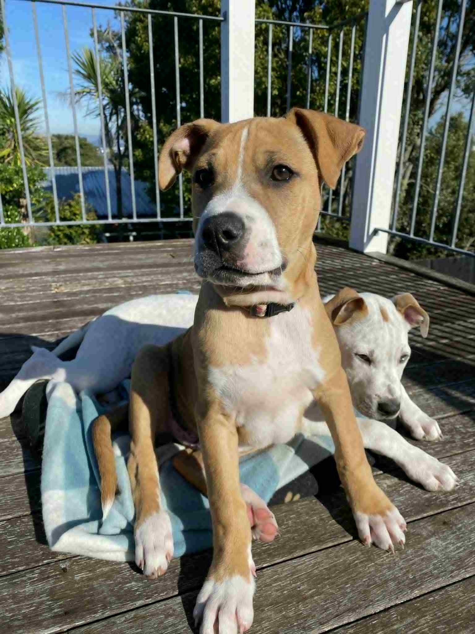 Saving Hope Foundation - Auckland Dog Adoption