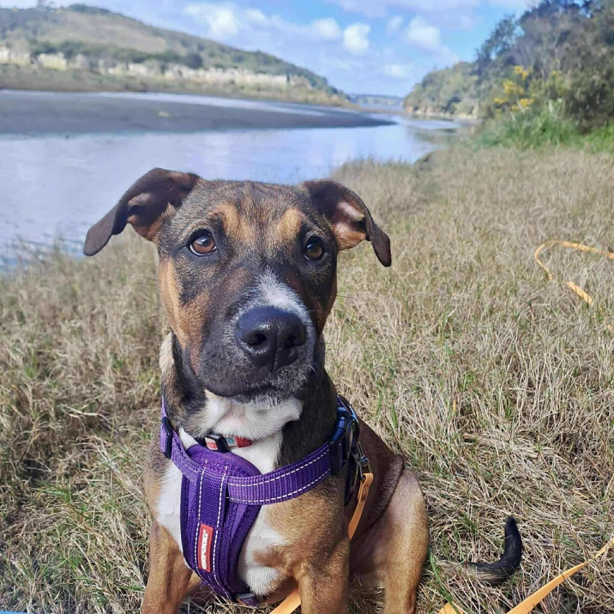 Meet Our Dogs - Saving Hope Foundation