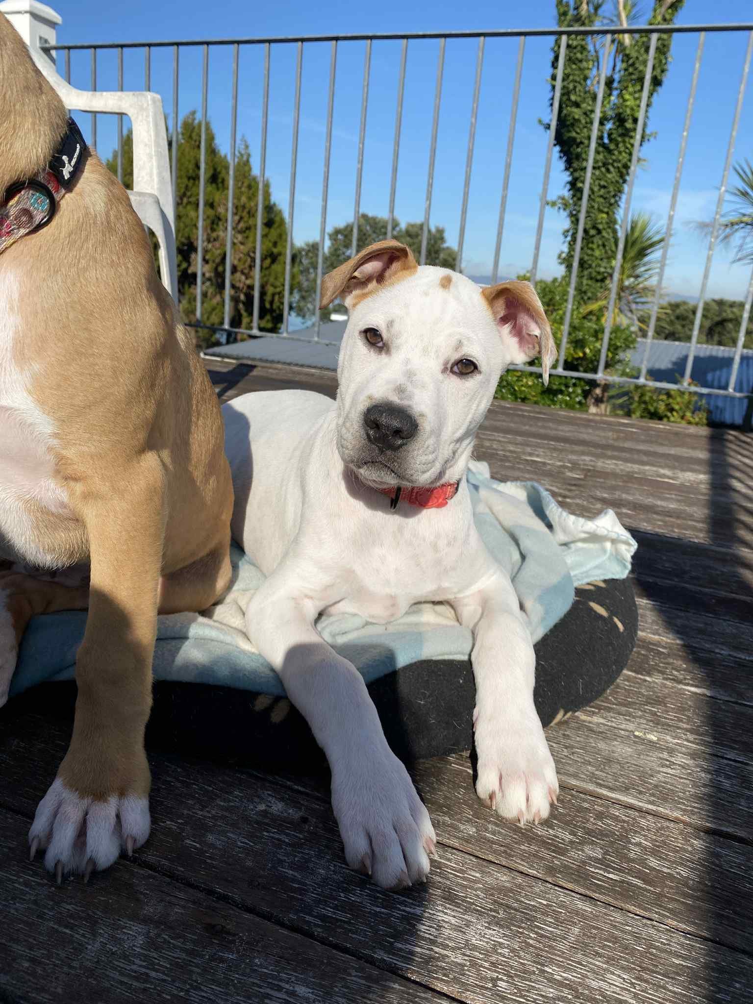 Saving Hope Foundation - Auckland Dog Adoption