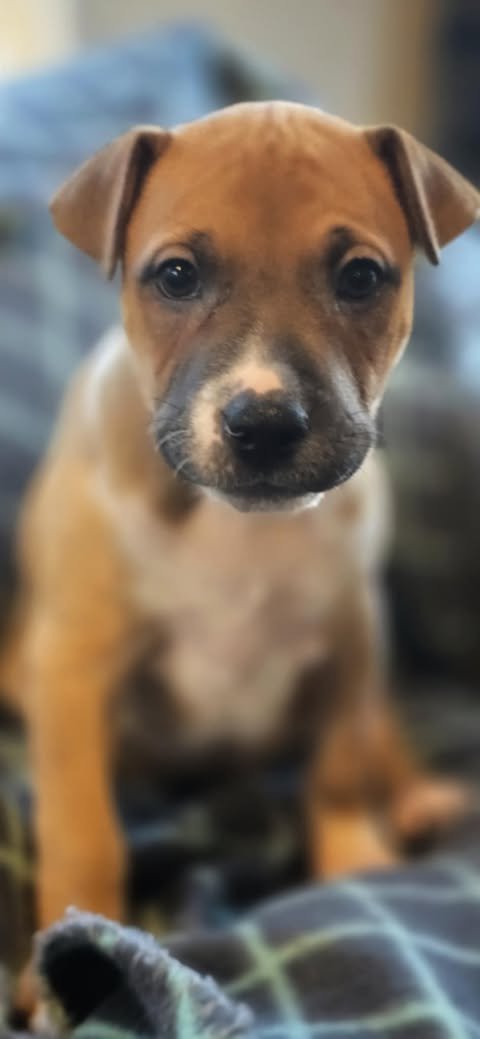 Saving Hope Foundation - Auckland Dog Adoption