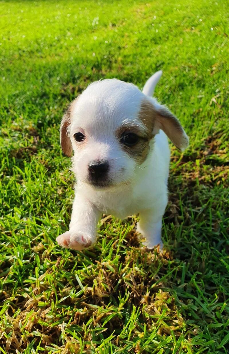 Saving Hope Foundation - Auckland Dog Adoption
