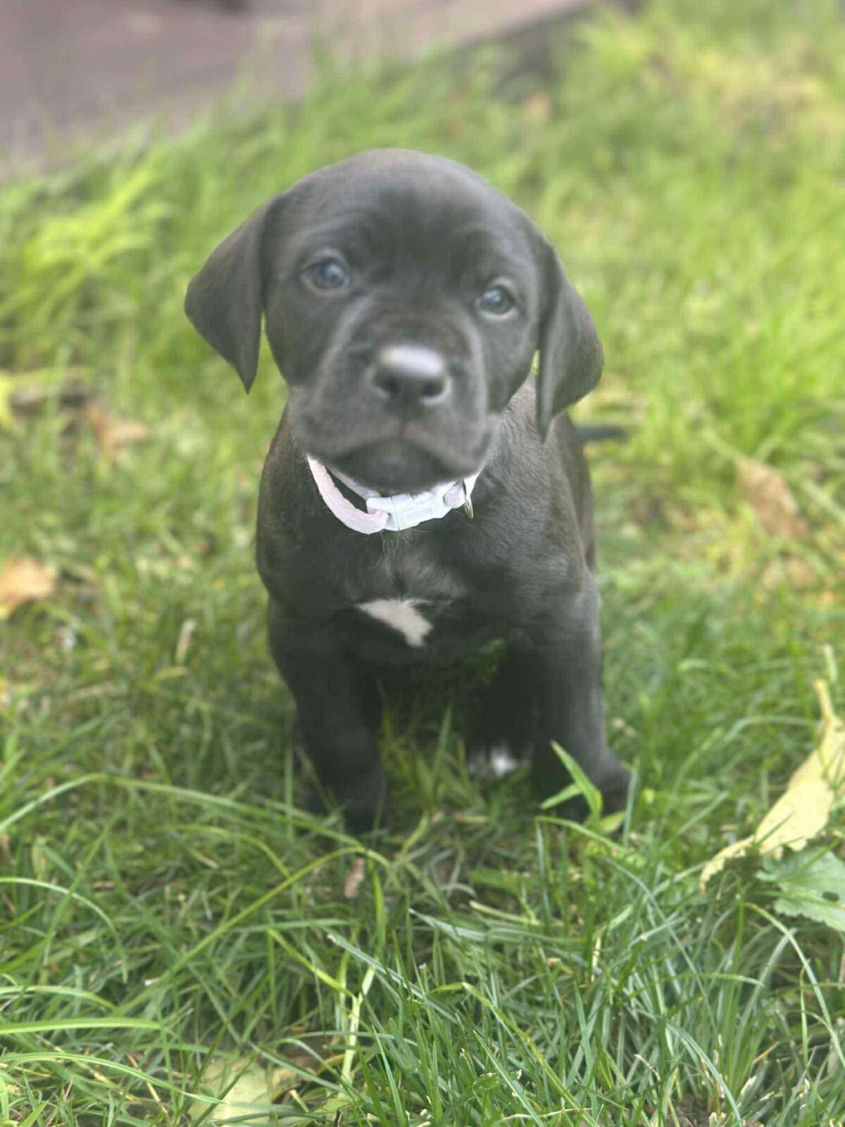 Saving Hope Foundation - Auckland Dog Adoption