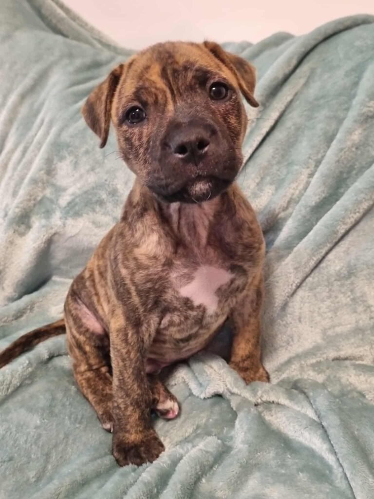 Saving Hope Foundation - Auckland Dog Adoption
