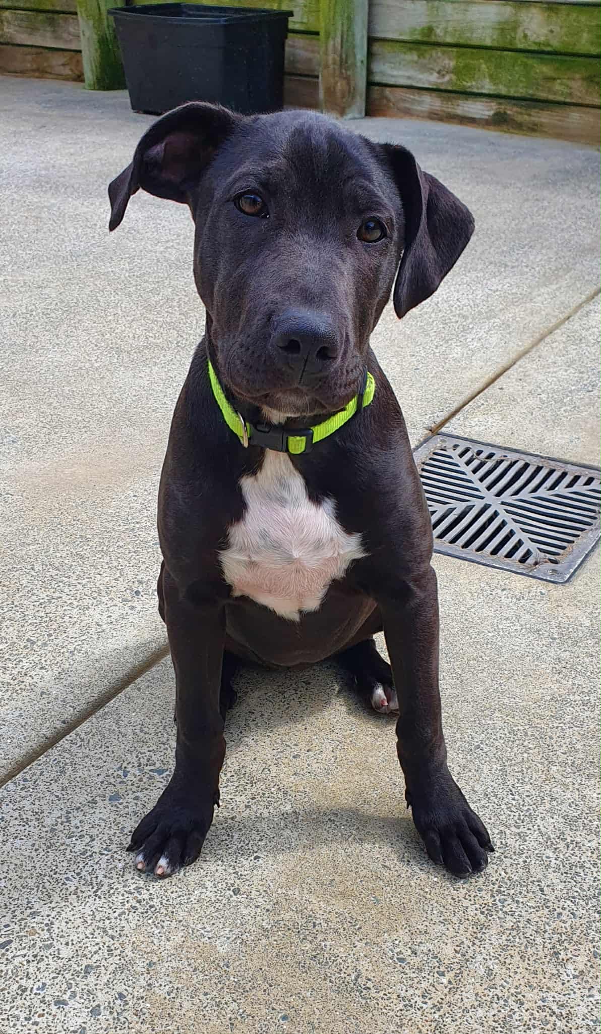 Arabella - Saving Hope Foundation