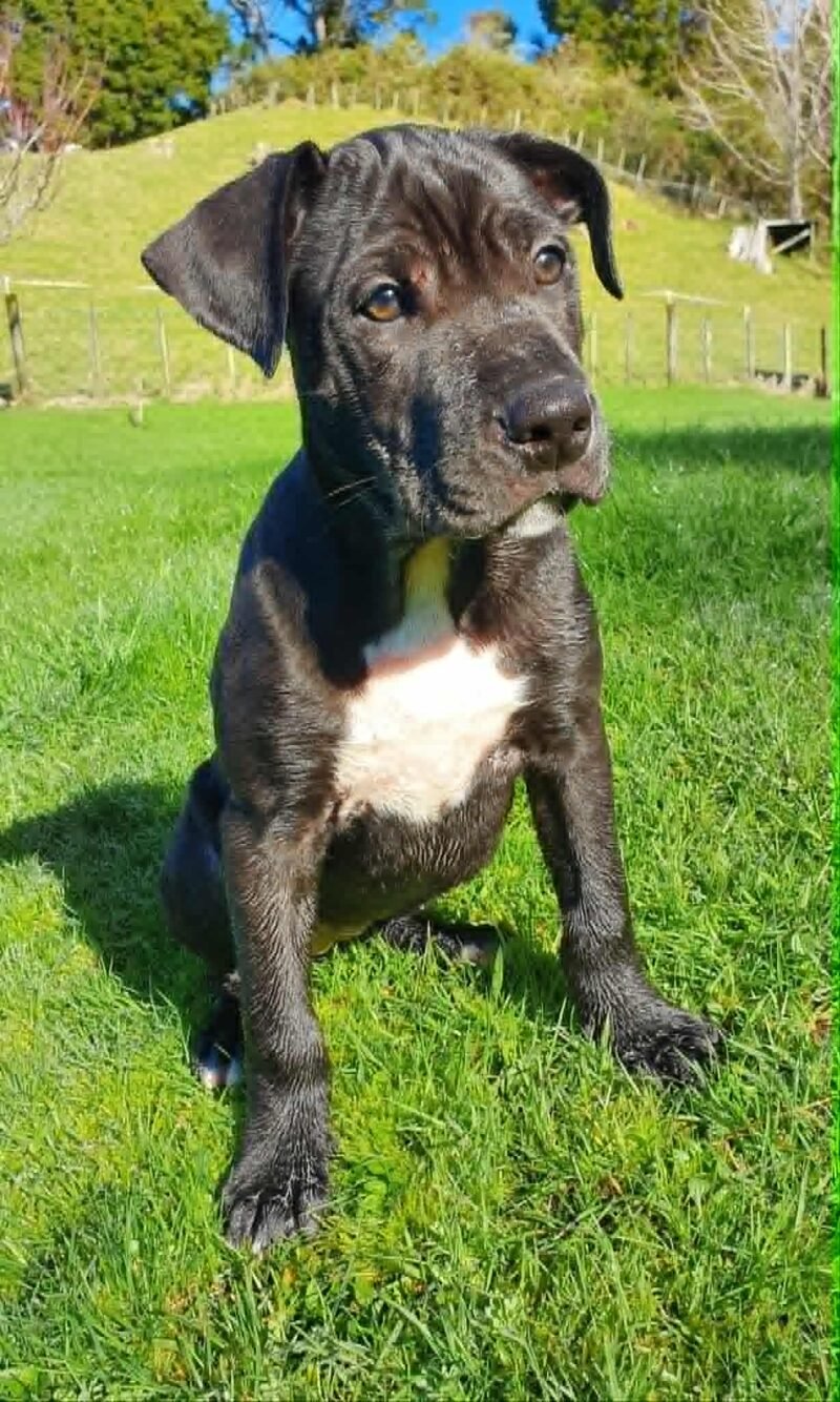 Arabella - Saving Hope Foundation