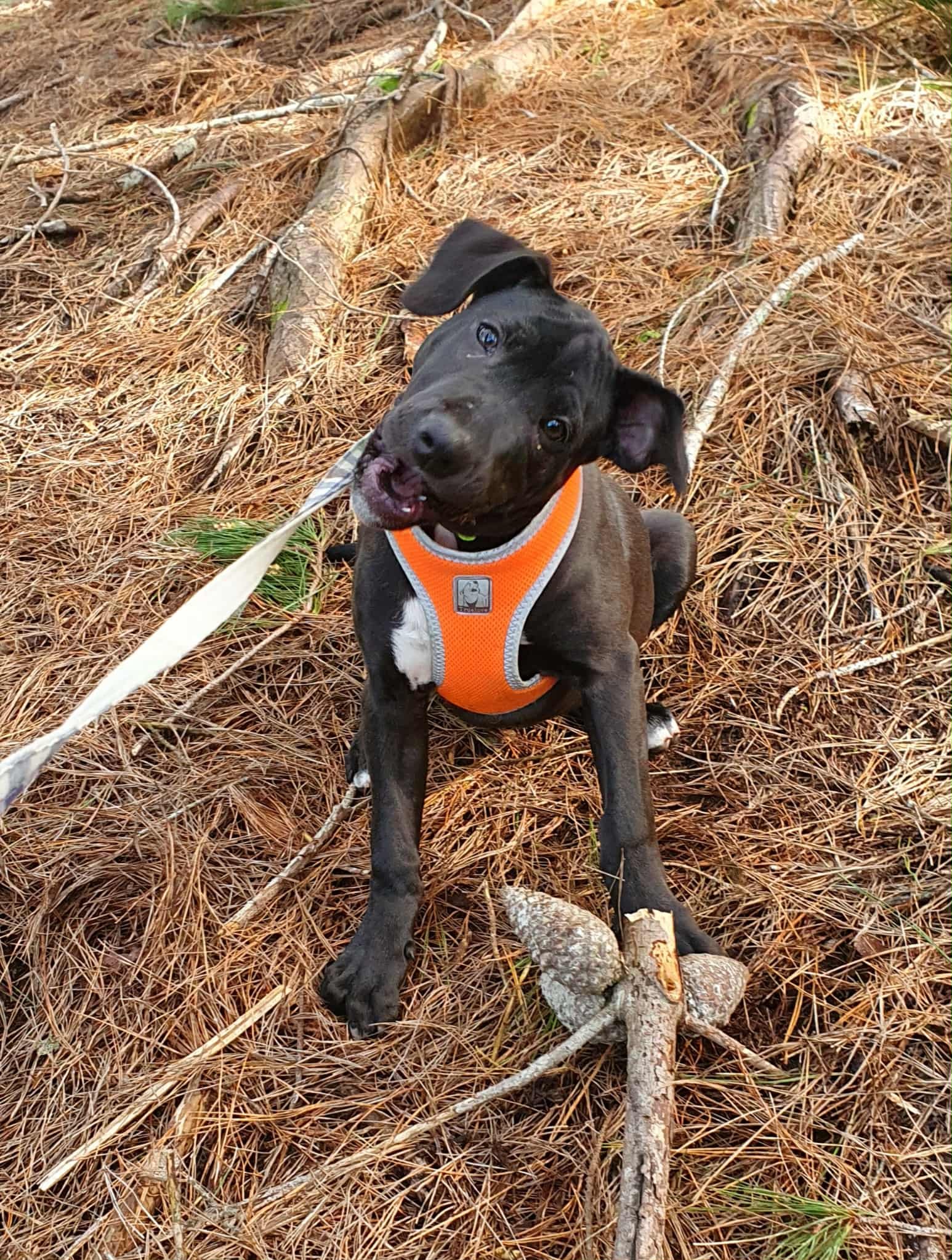 Arabella - Saving Hope Foundation