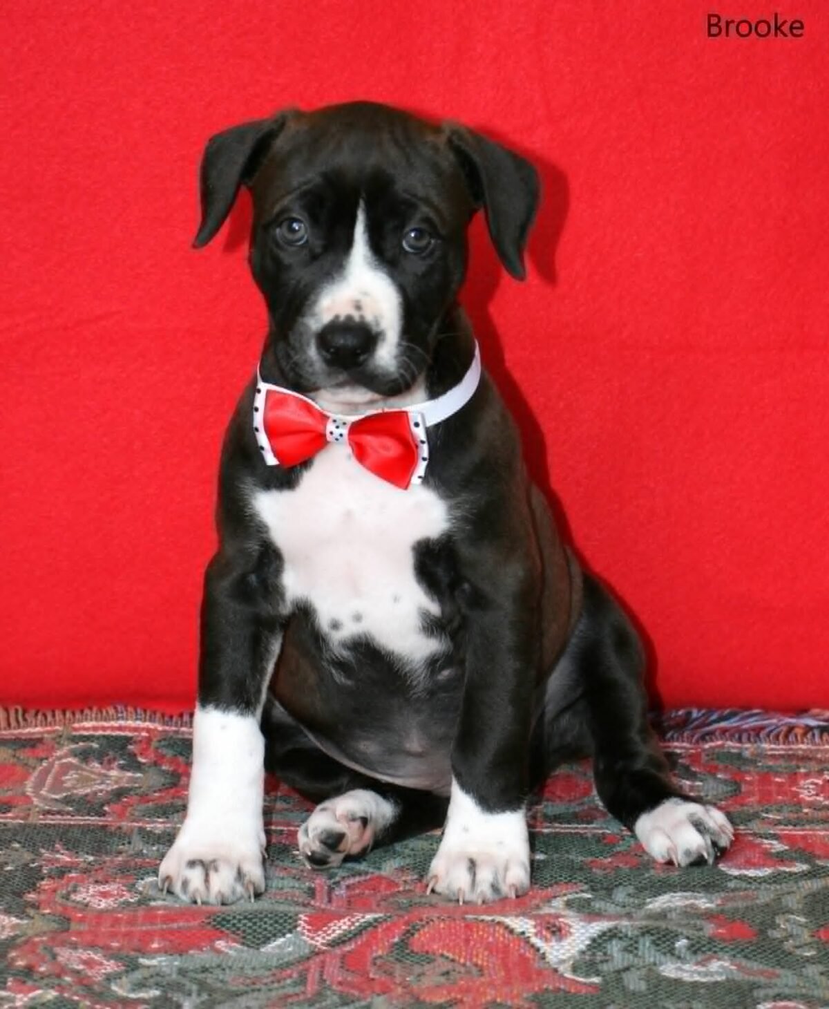 Saving Hope Foundation - Auckland Dog Adoption