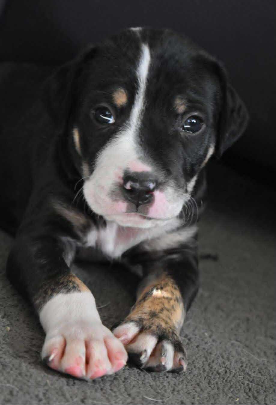Saving Hope Foundation - Auckland Dog Adoption