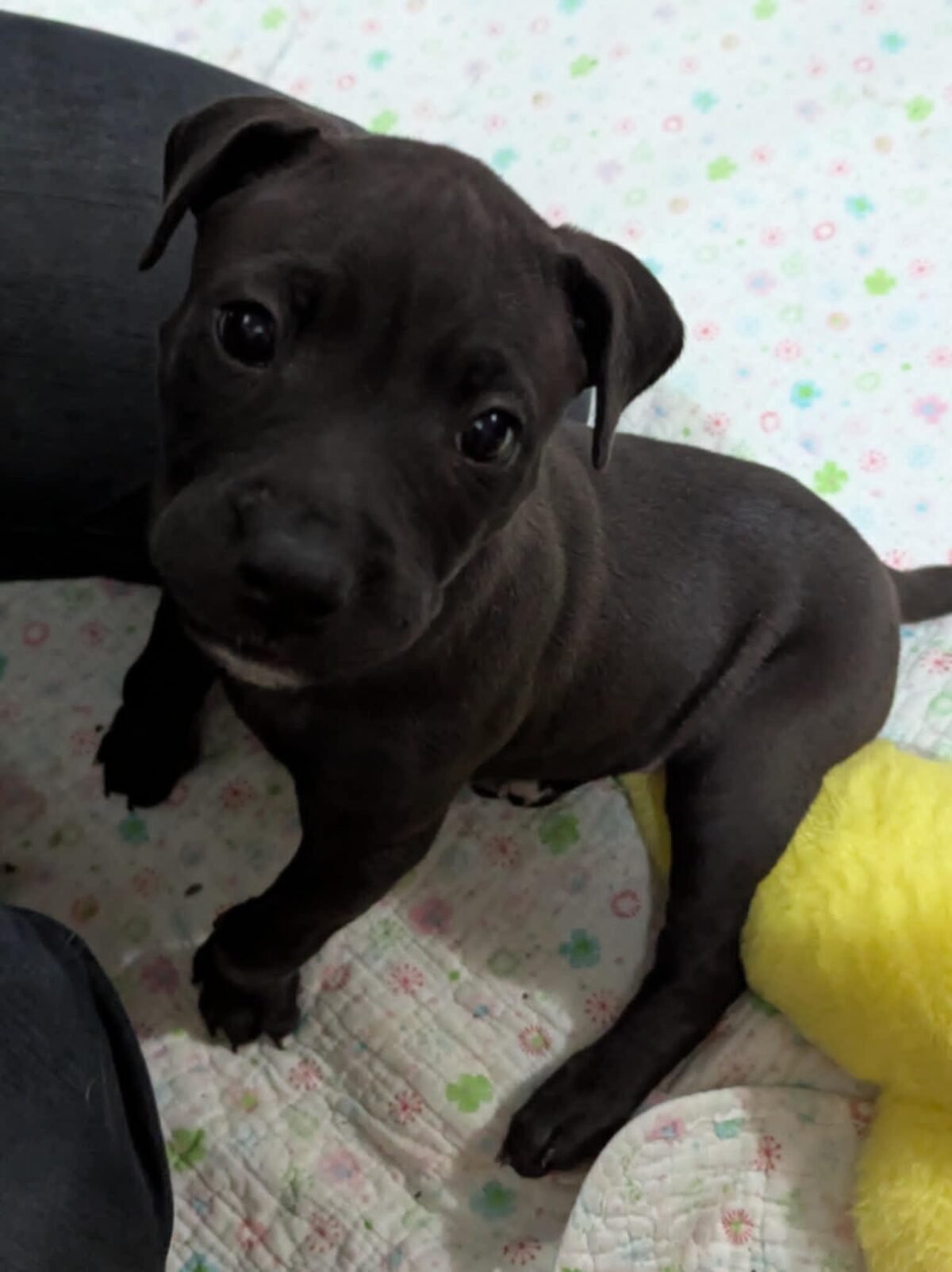 Saving Hope Foundation - Auckland Dog Adoption