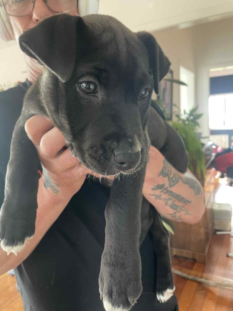Saving Hope Foundation - Auckland Dog Adoption
