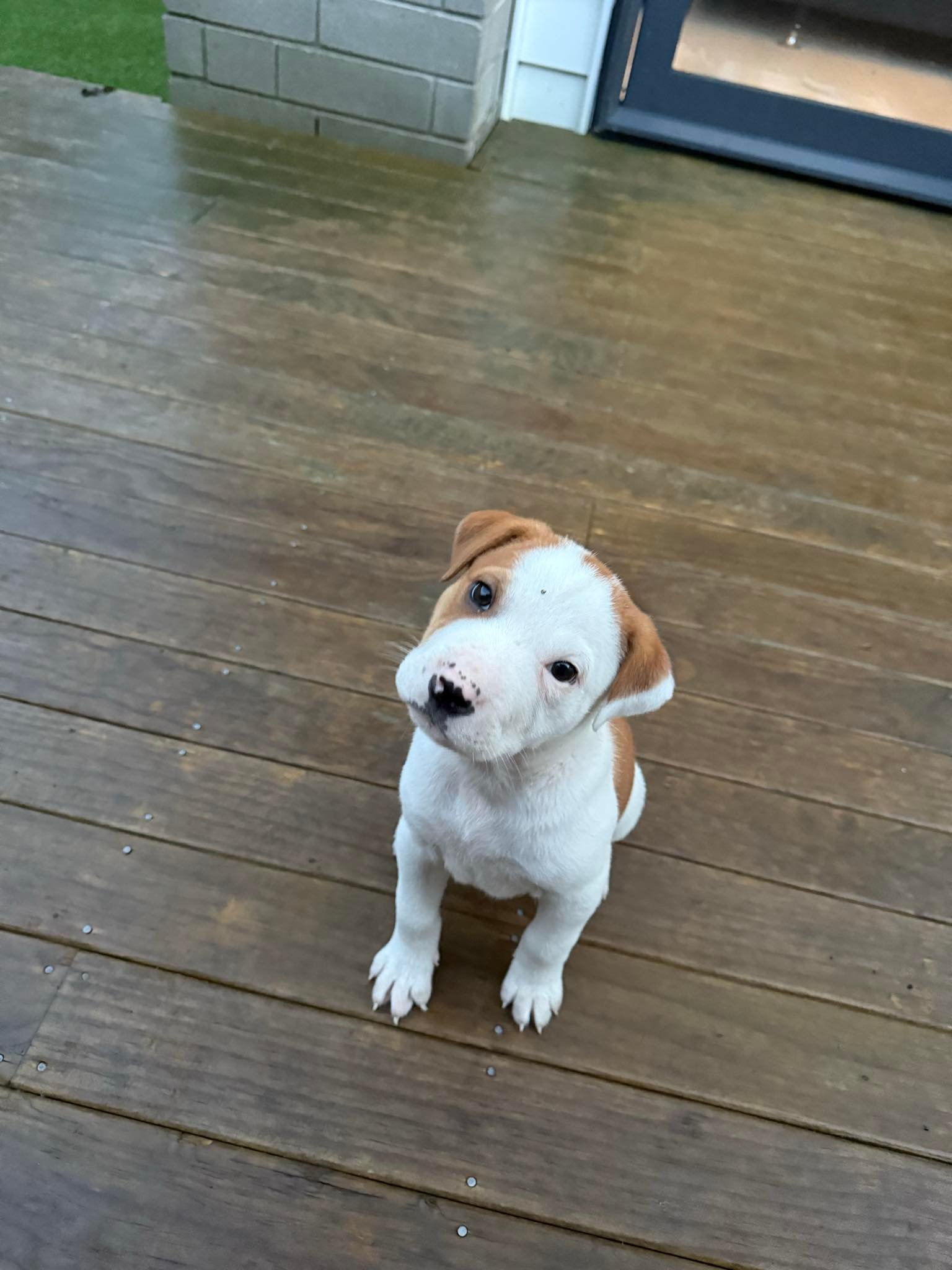 Saving Hope Foundation - Auckland Dog Adoption