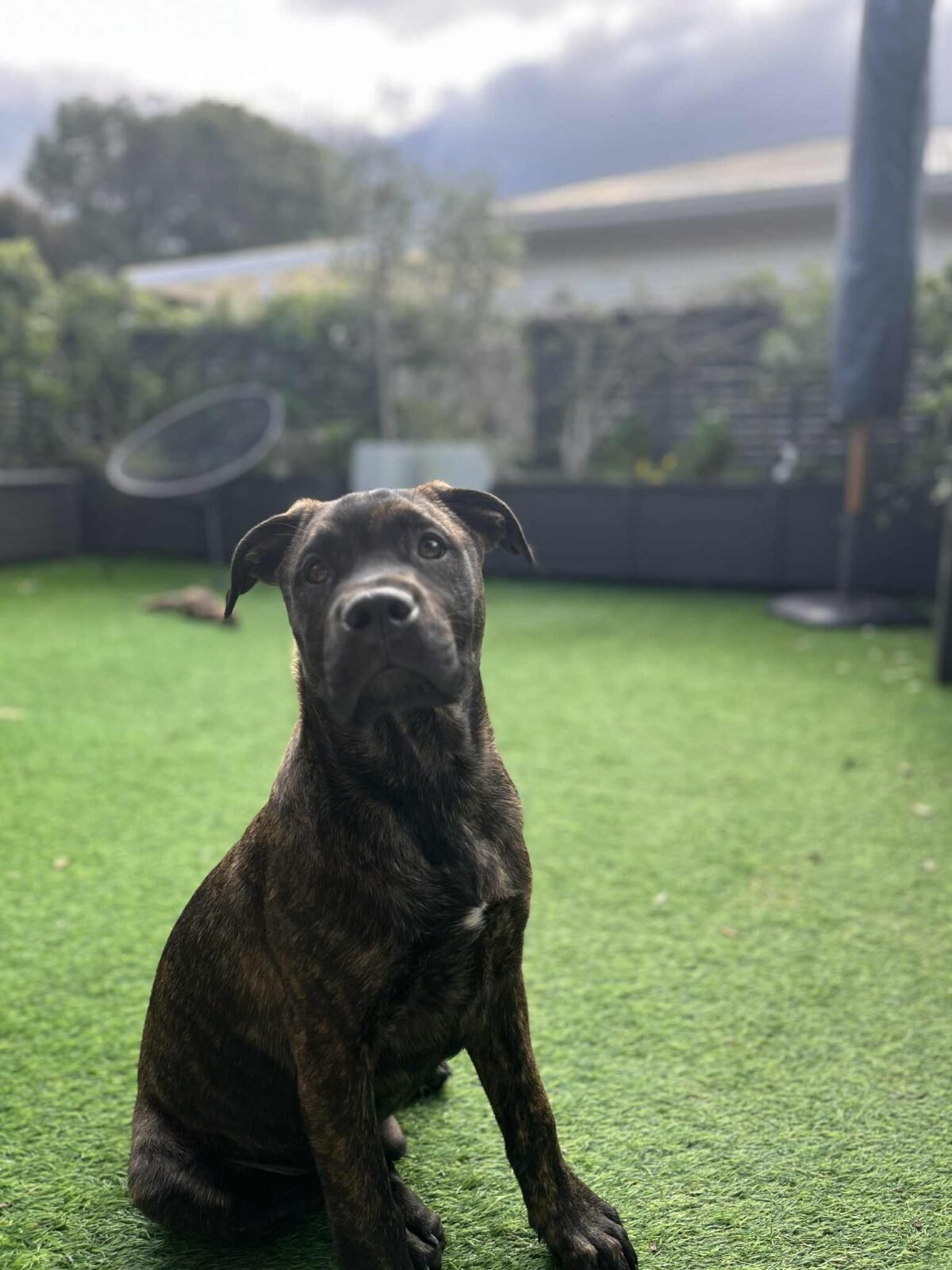 Saving Hope Foundation - Auckland Dog Adoption