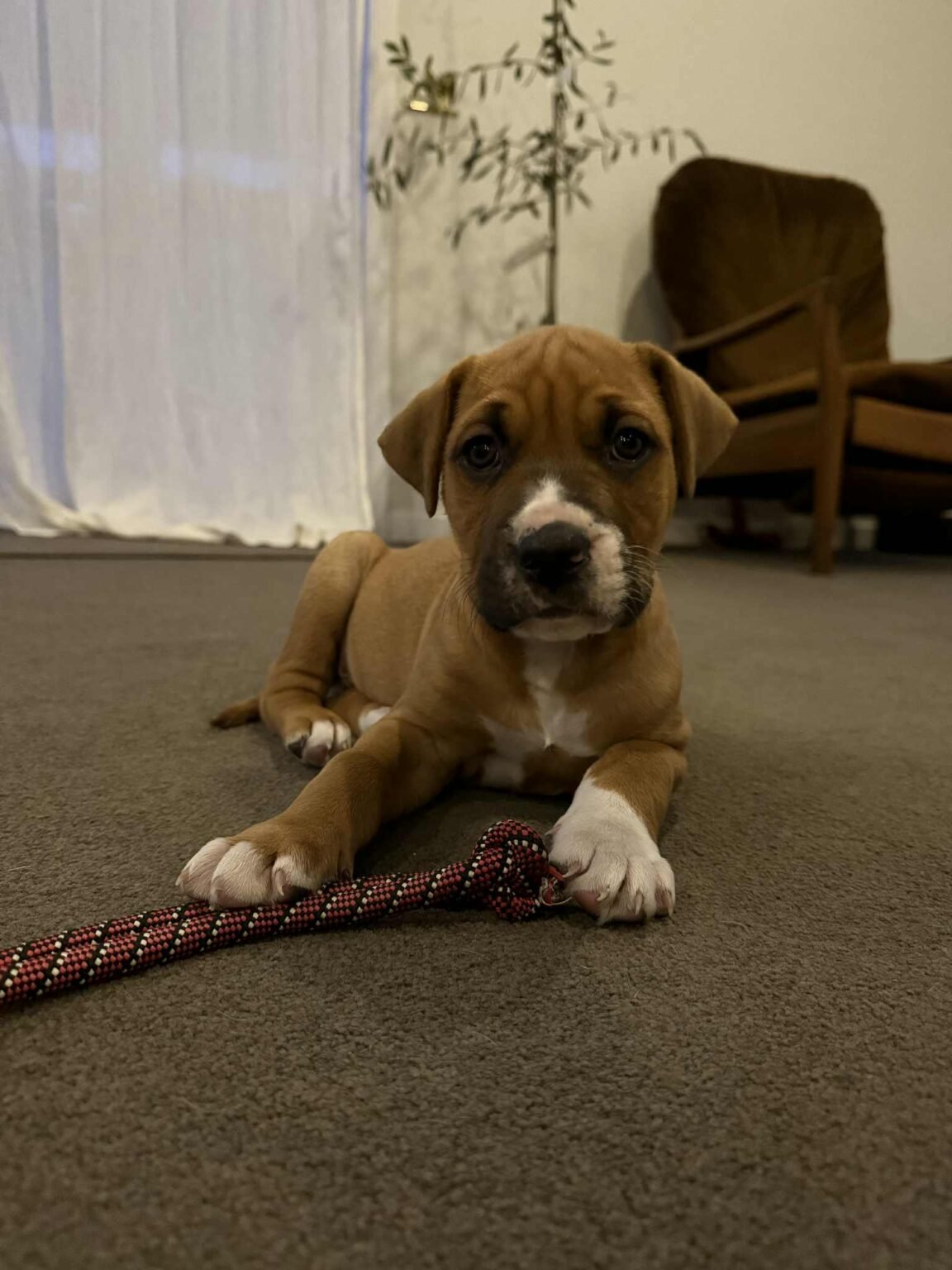 Saving Hope Foundation - Auckland Dog Adoption