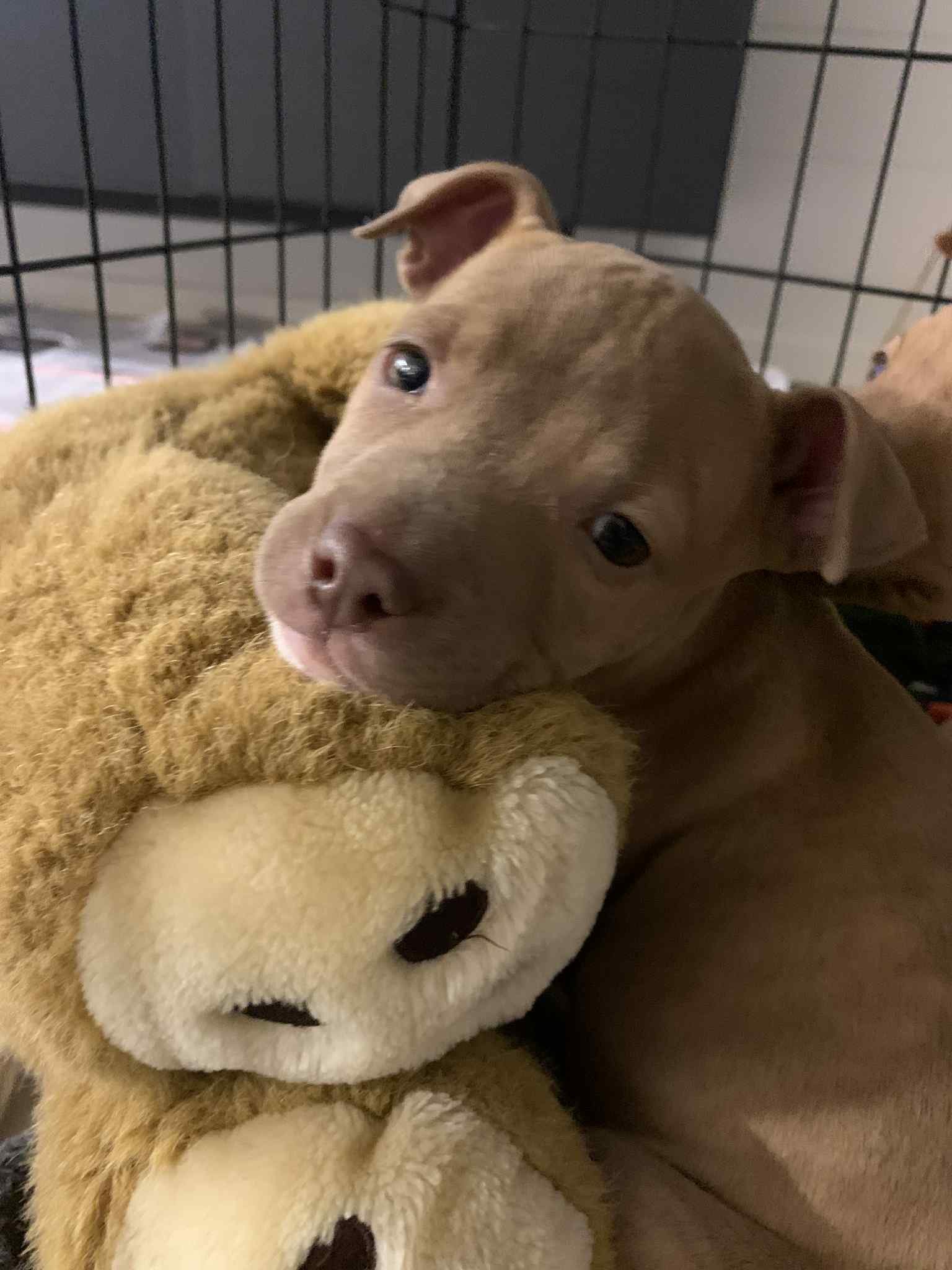 Velma - Saving Hope Foundation