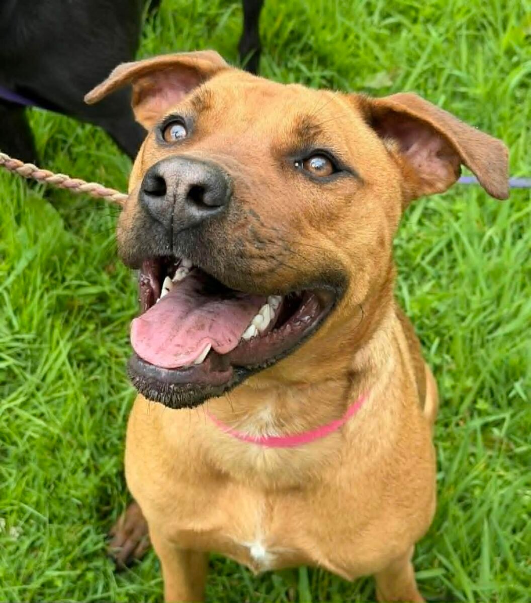 Saving Hope Foundation - Auckland Dog Adoption