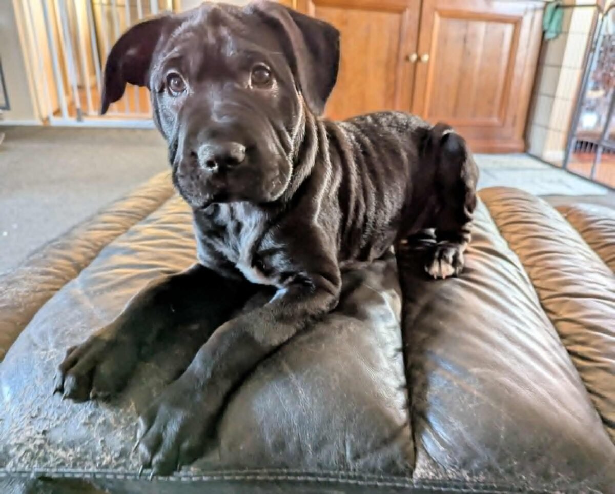 Saving Hope Foundation - Auckland Dog Adoption