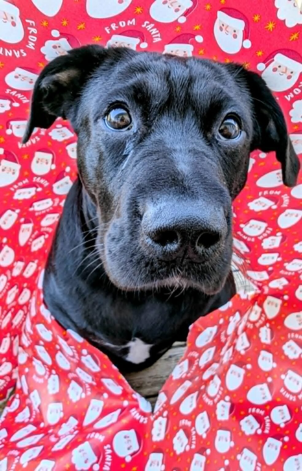 Saving Hope Foundation - Auckland Dog Adoption