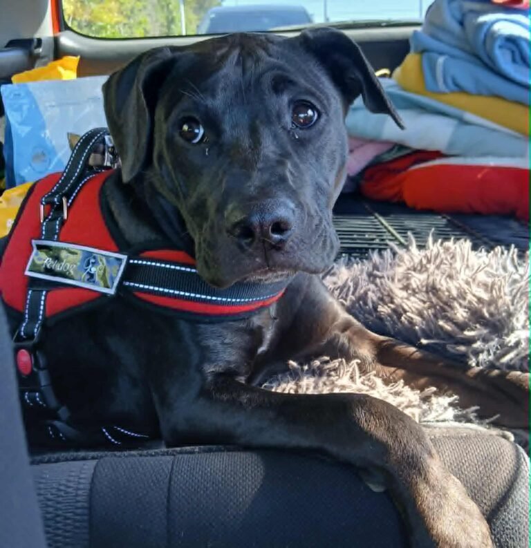 Saving Hope Foundation - Auckland Dog Adoption