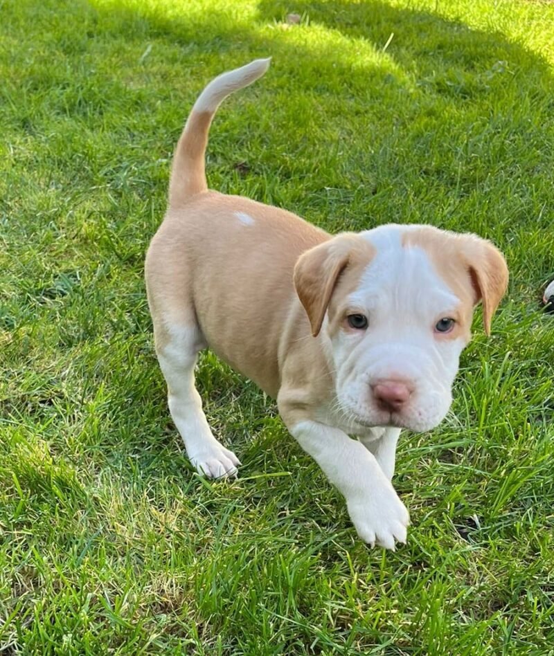Saving Hope Foundation - Auckland Dog Adoption
