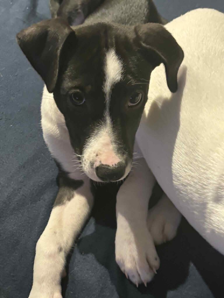 Meet Our Dogs - Saving Hope Foundation