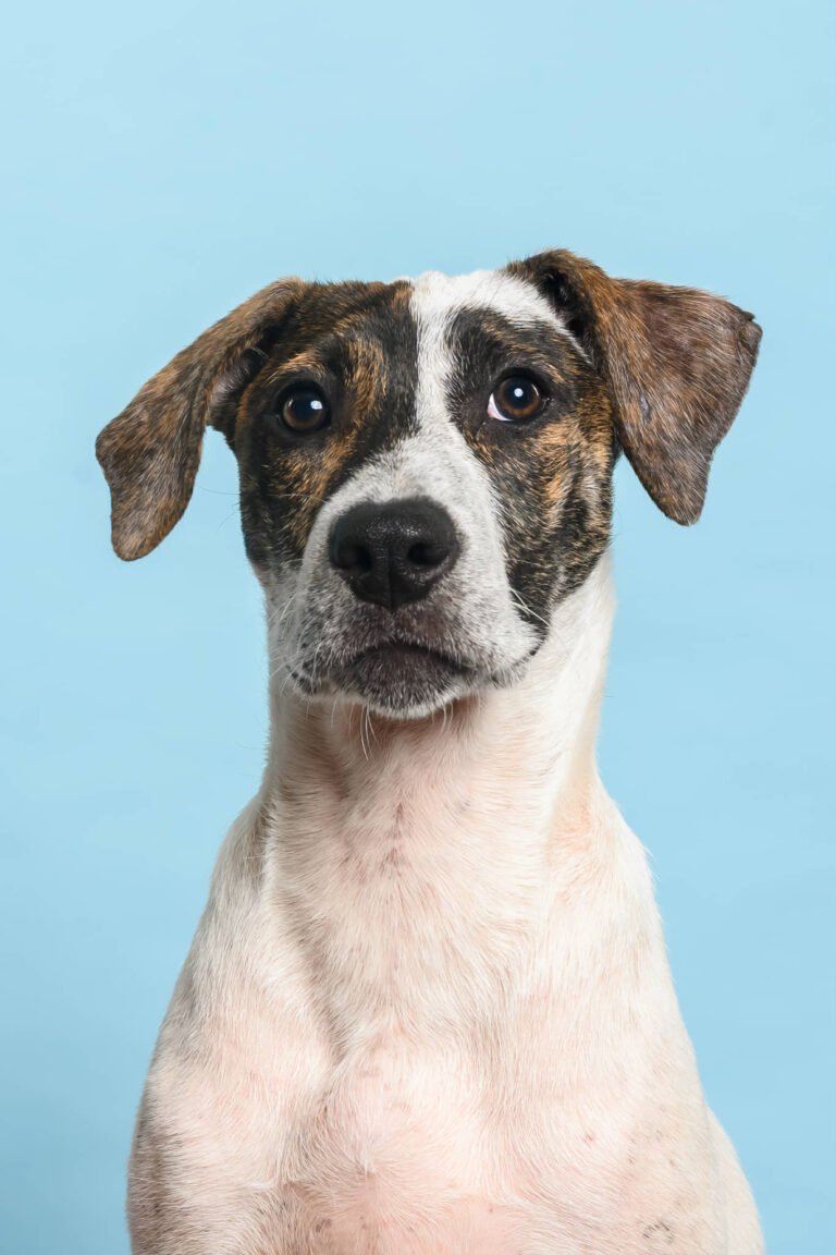 Saving Hope Foundation - Auckland Dog Adoption