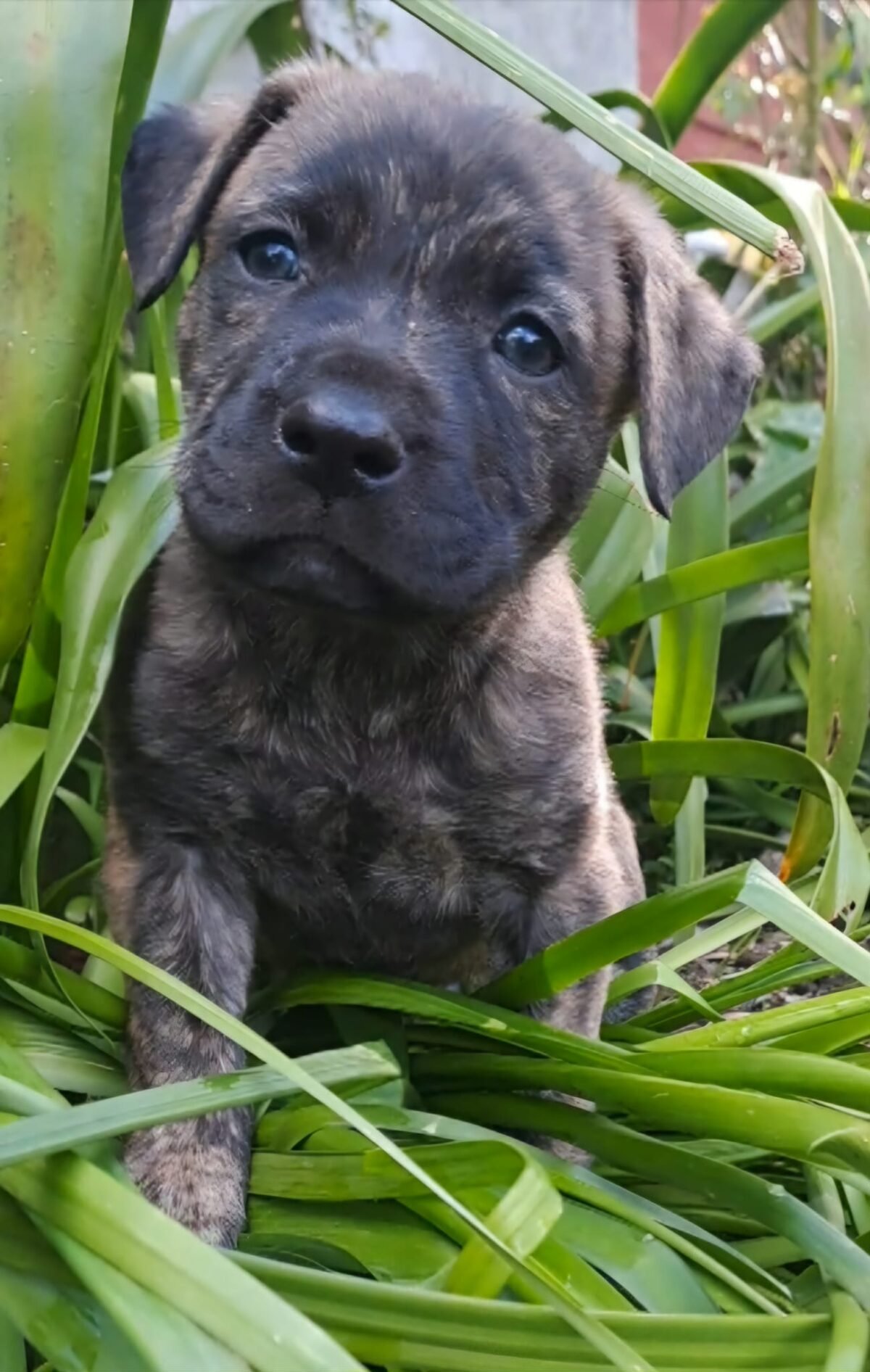 Meet Our Dogs - Saving Hope Foundation